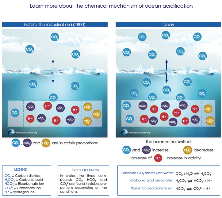 Ocean acidification - Ocean & Climate Platform